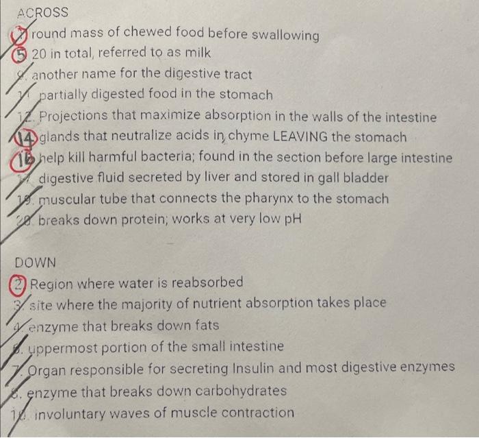 Solved Digestive SystemDigestive Systemround mass of chewed | Chegg.com