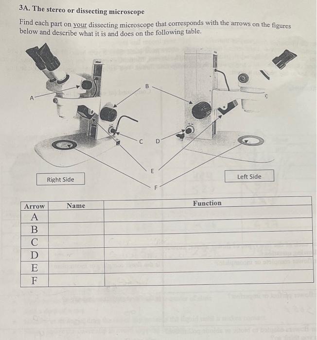 Solved 3A. The stereo or dissecting microscope Find each | Chegg.com
