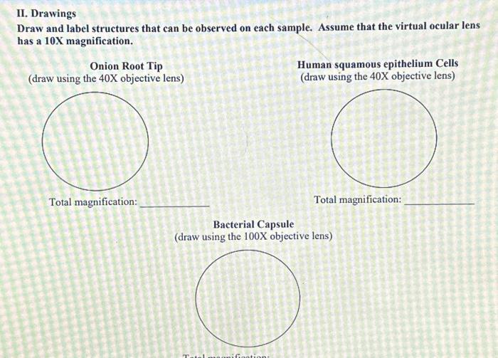 Solved II. Drawings Draw and label structures that can be | Chegg.com