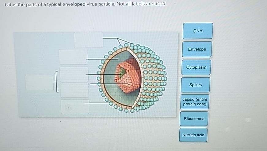 Solved Label the parts of a typical enveloped virus | Chegg.com