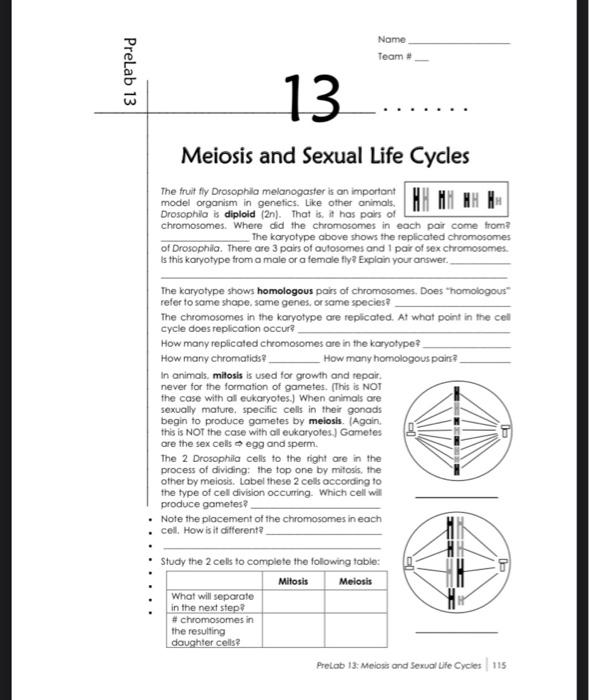 Solved Nome Team PreLab 13 13 Meiosis and Sexual Life Cycles | Chegg.com