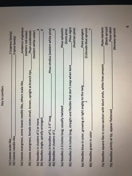 Solved Part II: Using dichotomous keys to identify trees (7 | Chegg.com