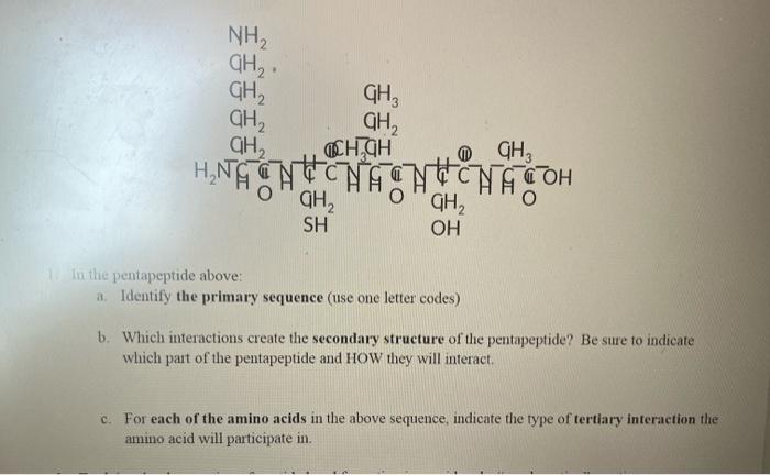 Solved In the pentapeptide above: a. Identify the primary | Chegg.com
