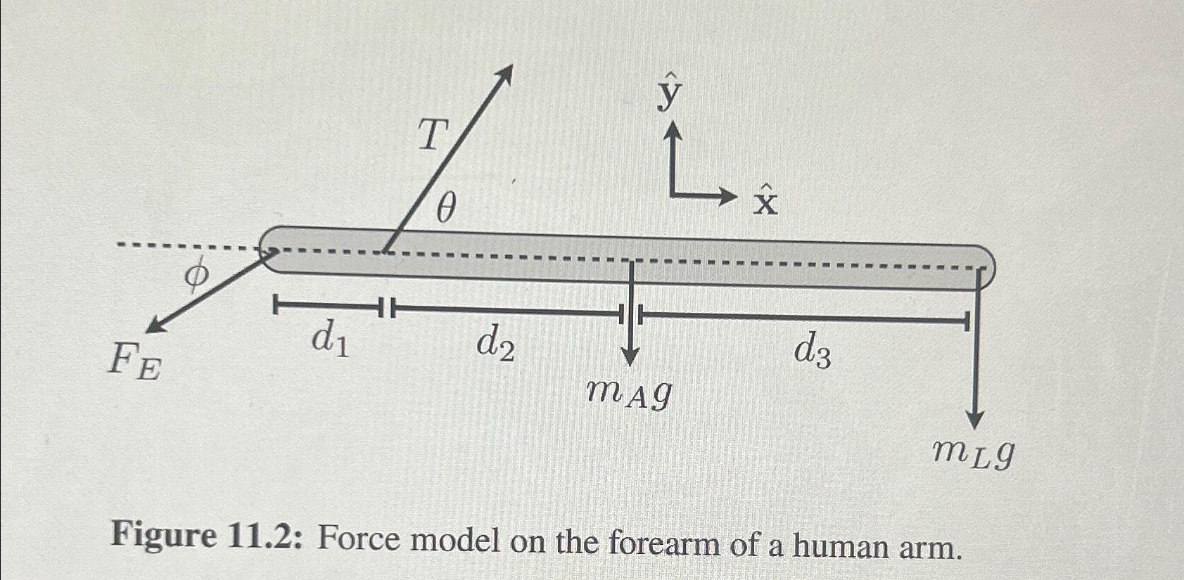 Solved Figure 11.2: Force model on the forearm of a human | Chegg.com