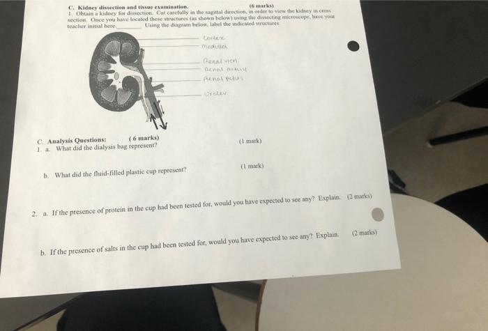 Solved C. Kidney dissection and time examination. (6 marks) | Chegg.com