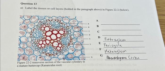 Solved a) Label the tissues or cell layers (bolded in the | Chegg.com
