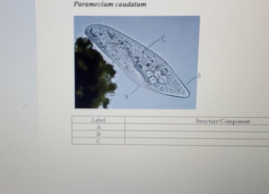 Solved Paramecium caudatum C Structure Component Label A B С | Chegg.com