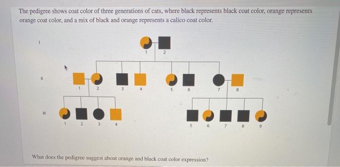 Solved The pedigree shows coat color of three generations of | Chegg.com