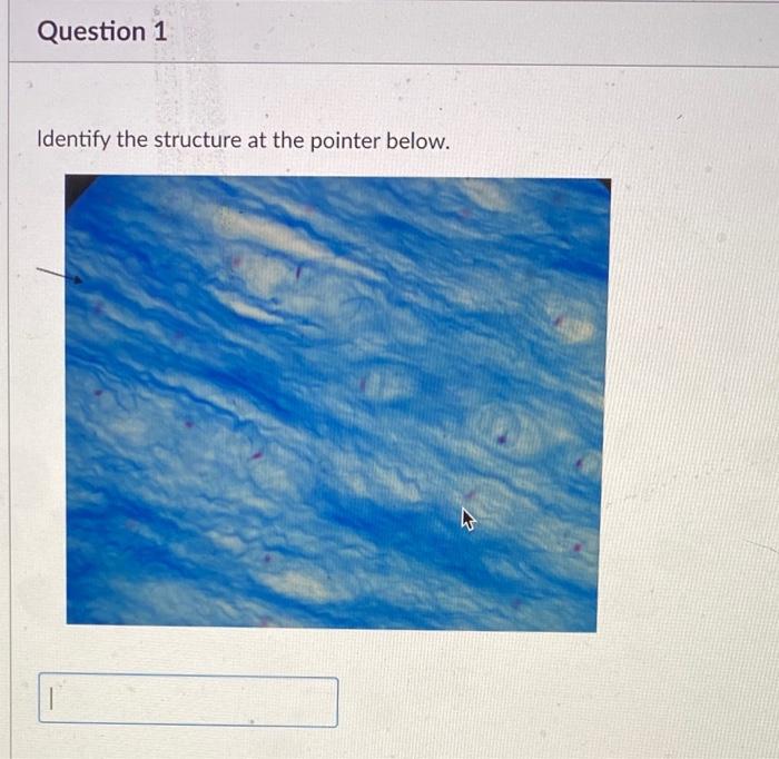 Identify the structure at the pointer below. | Chegg.com