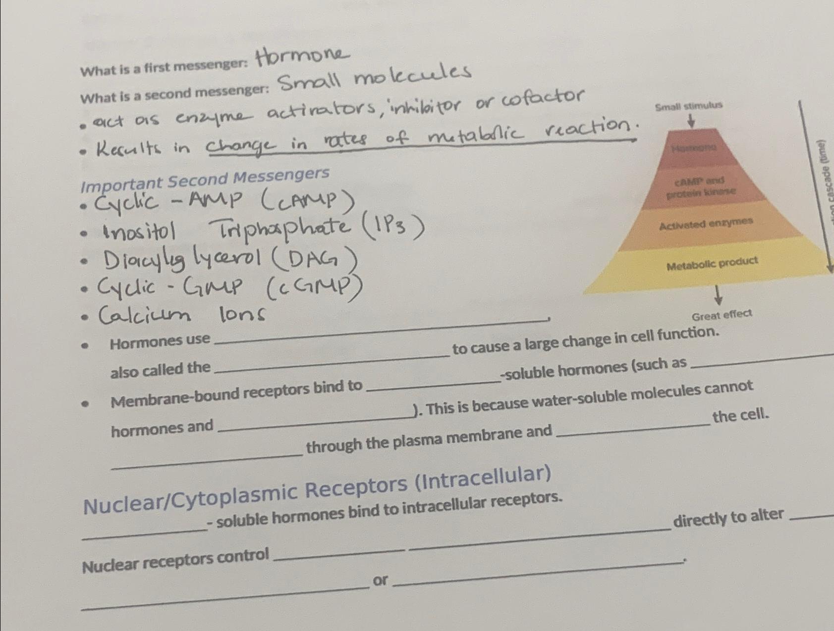 Solved What is a first messenger: HormoneWhat is a second | Chegg.com