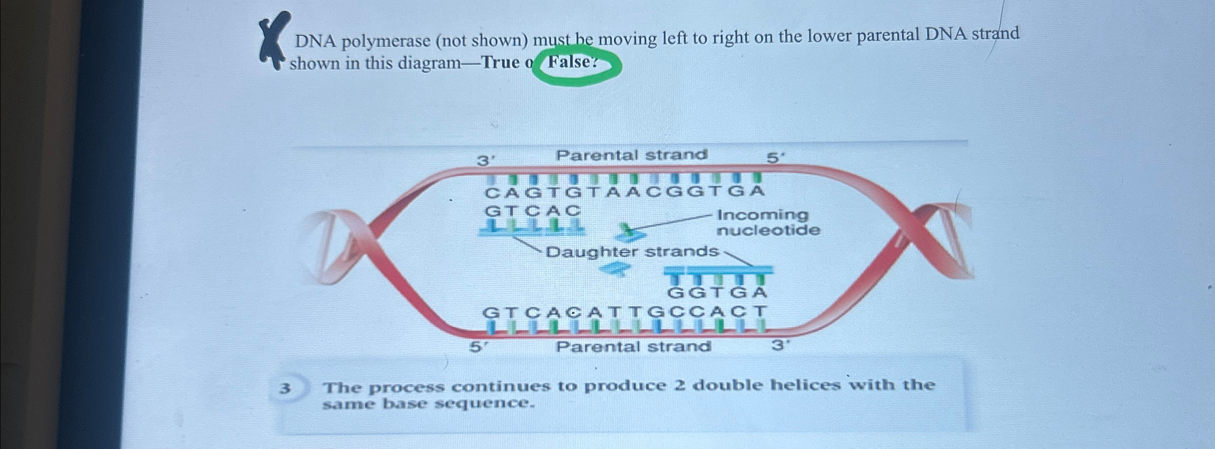 Solved DNA polymerase (not shown) ﻿must be moving left to | Chegg.com