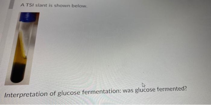 Solved A TSI slant is shown below. Interpretation of glucose | Chegg.com