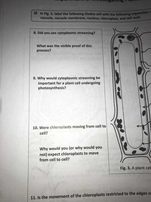 Solved In Fig. 3, label the following Elodea cell with the | Chegg.com