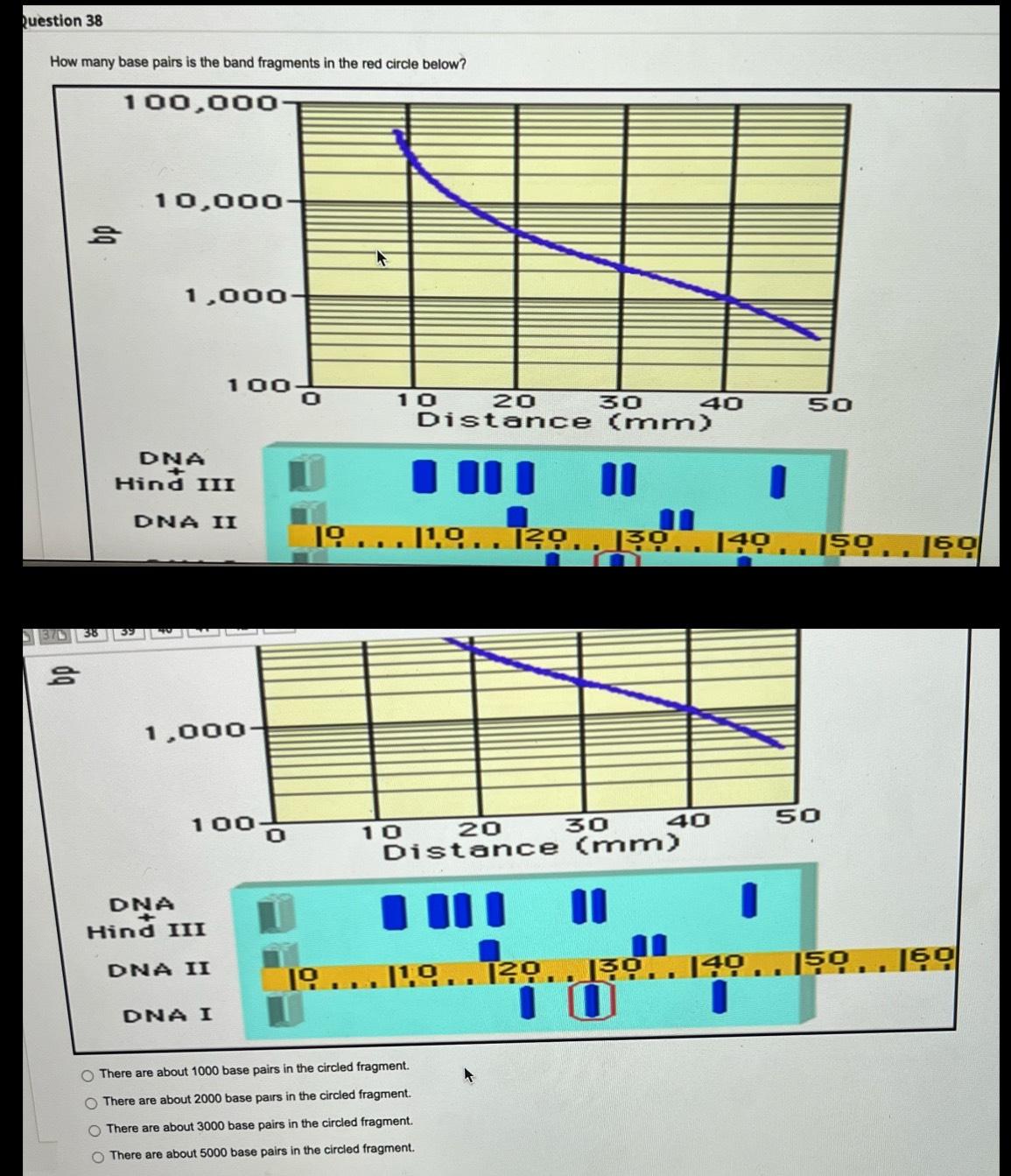Solved Question 38How many base pairs is the band fragments | Chegg.com