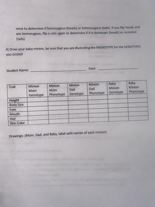 Solved Minion Genetics Lab You will need a coin, colored | Chegg.com