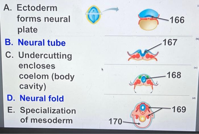 Solved -166 ( 167 A. Ectoderm forms neural plate B. Neural | Chegg.com