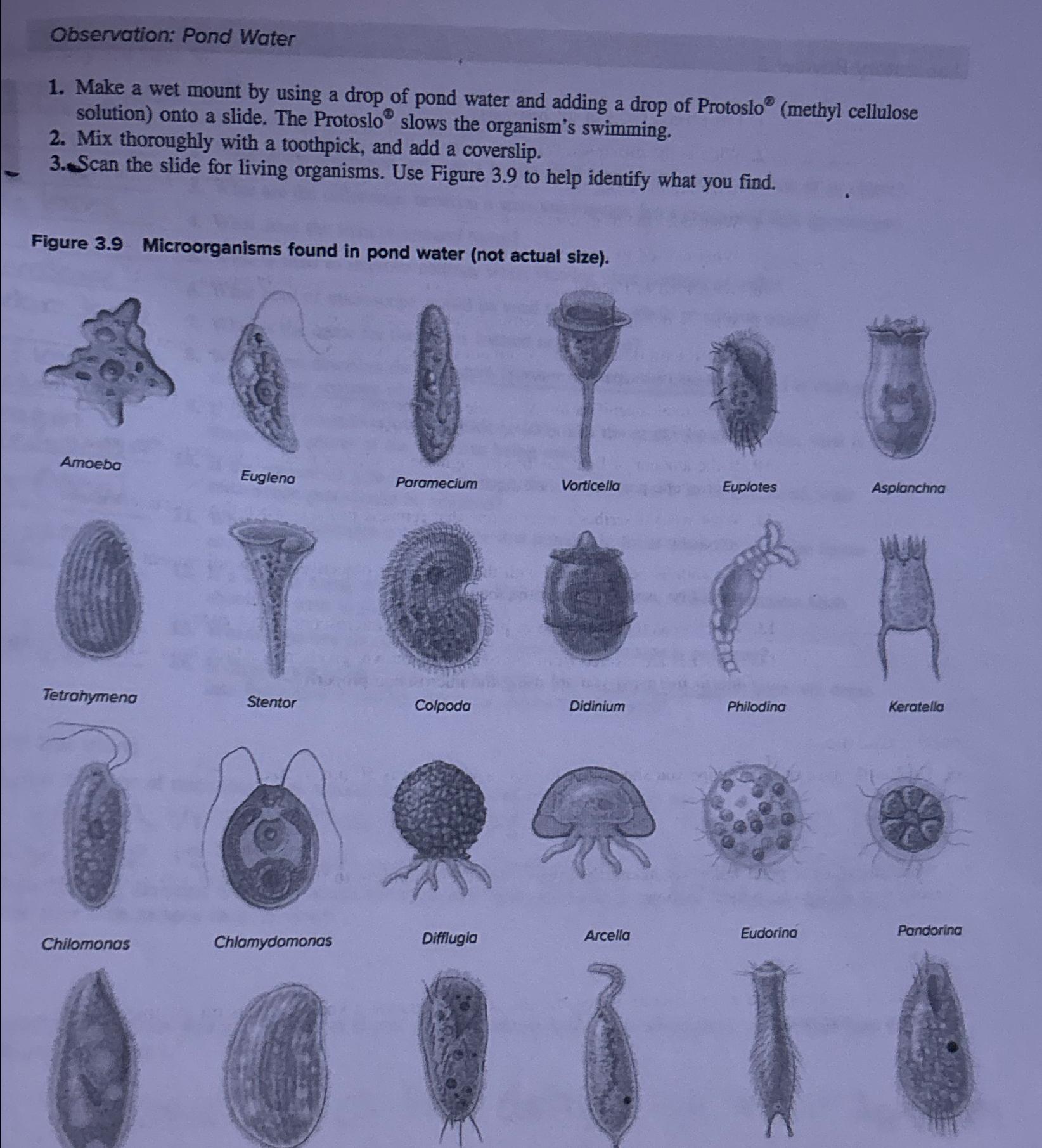 Solved Observation: Pond WaterMake a wet mount by using a | Chegg.com