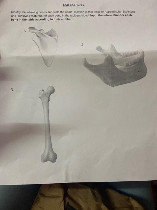 Solved LAB EXERCISE Identify the following bones and write | Chegg.com