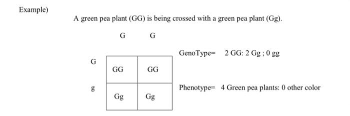 Solved Example) A green pea plant (GG) is being crossed with | Chegg.com