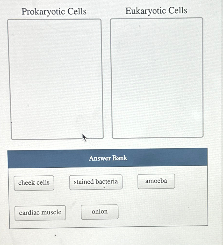 Solved Prokaryotic CellsEukaryotic CellsAnswer Bank | Chegg.com