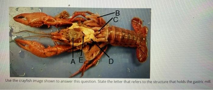 Solved B С AE D Use the crayfish image shown to answer this | Chegg.com