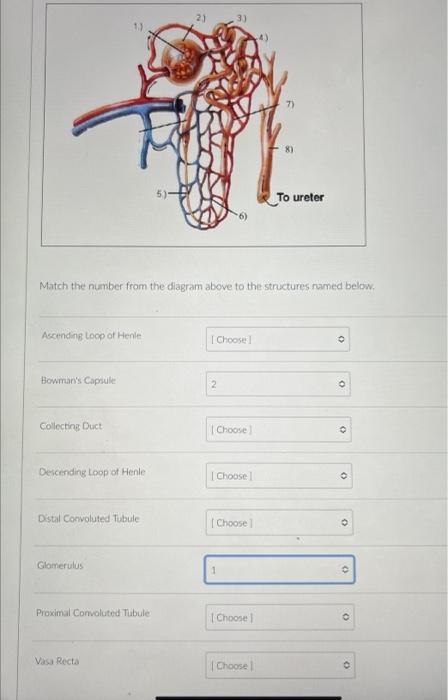 Solved Match the number from the diagram above to the | Chegg.com