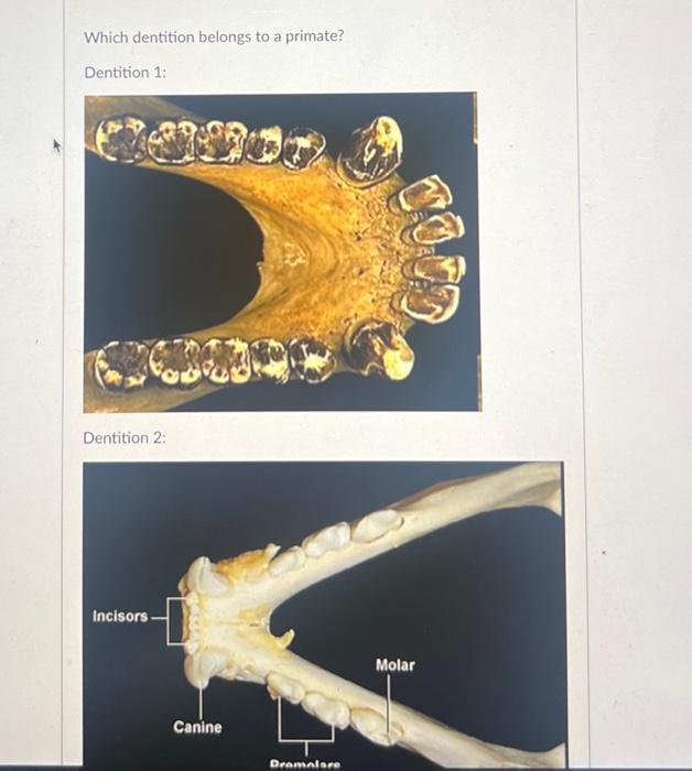 Which dentition belongs to a primate? Dentition 1: | Chegg.com