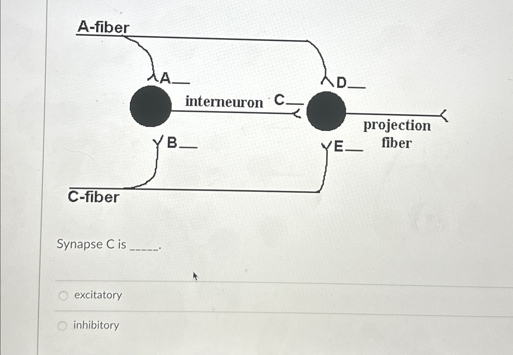 Solved Synapse C is q, ﻿excitatory ﻿inhibitory | Chegg.com