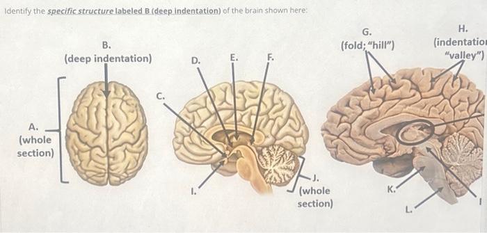Solved Identify the specific structure labeled B (deep | Chegg.com