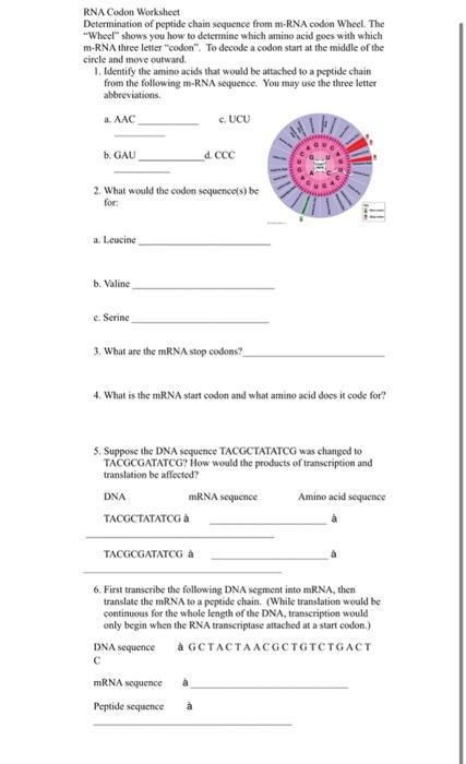 Solved RNA Codon Workshect Detennination of peptide chain | Chegg.com
