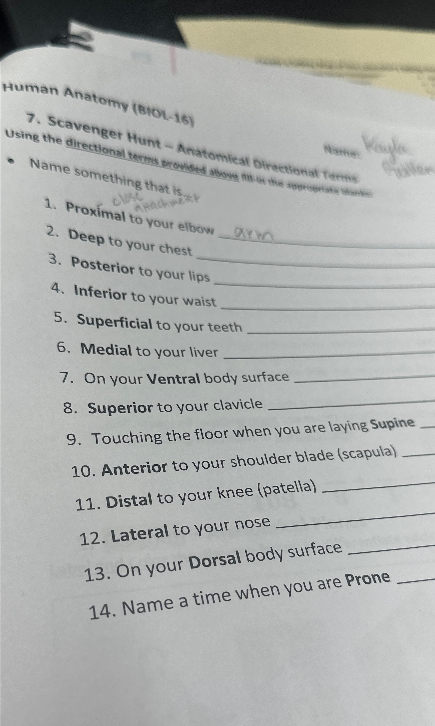 Solved Human Anatomy (B)OL-16)7. ﻿Scavenger Hunt - | Chegg.com