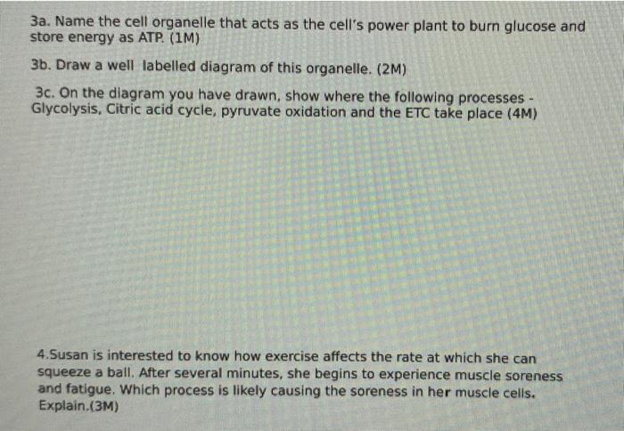 Solved 3a. Name the cell organelle that acts as the cell's | Chegg.com