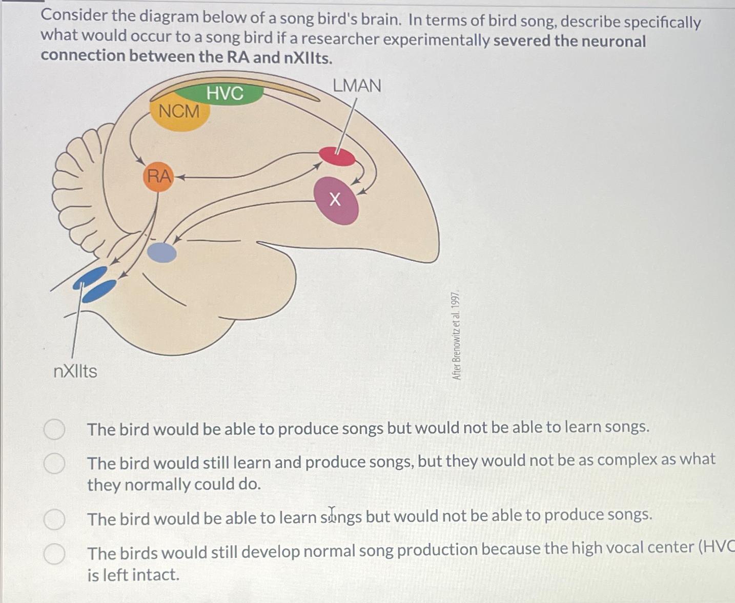 Solved Consider the diagram below of a song bird's brain. In | Chegg.com