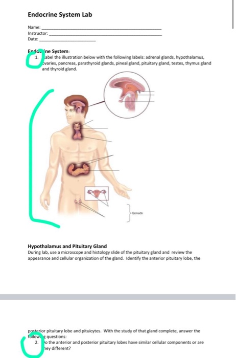 Solved Endocrine System Lab Name Instructor Date: Endoune | Chegg.com