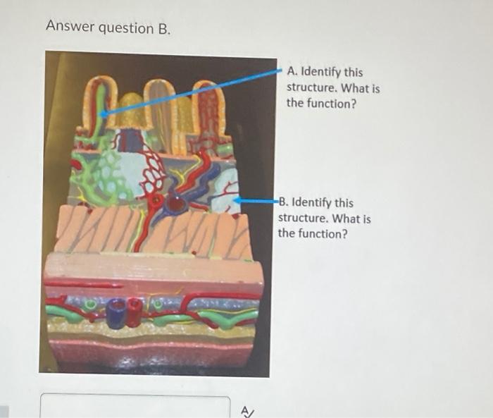 Solved Answer question B. A. Identify this structure. What | Chegg.com