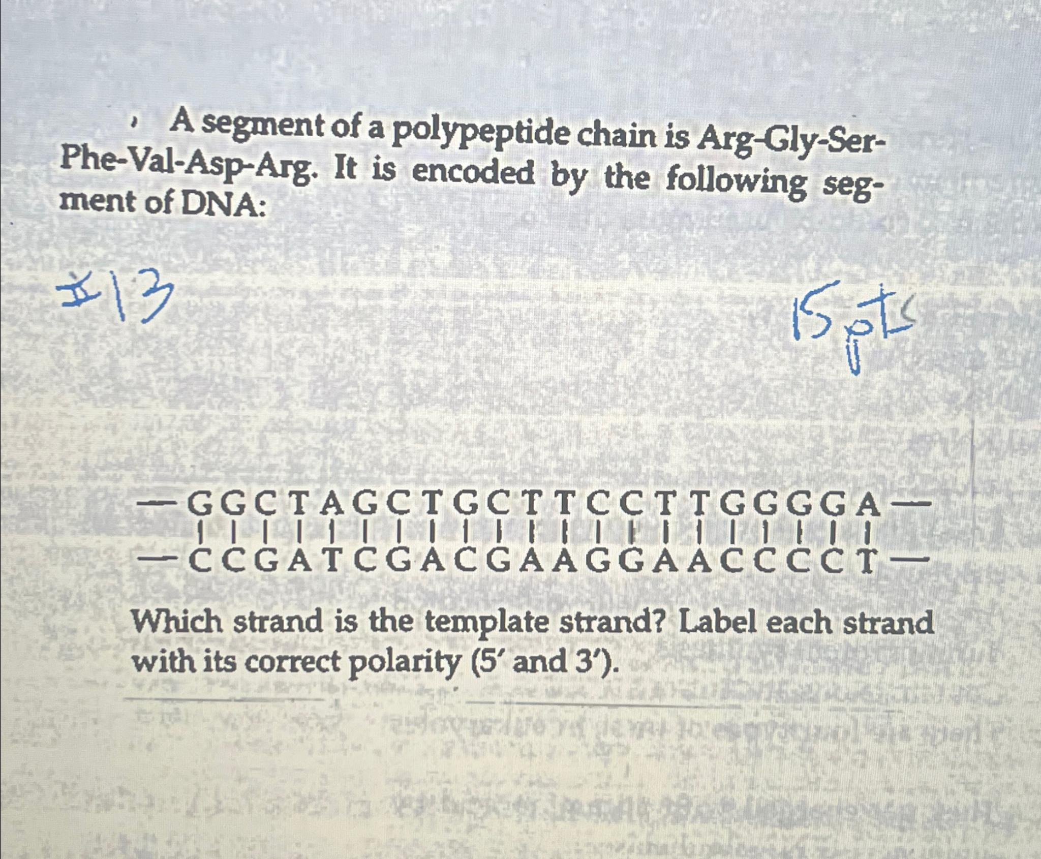 Solved A segment of a polypeptide chain is | Chegg.com
