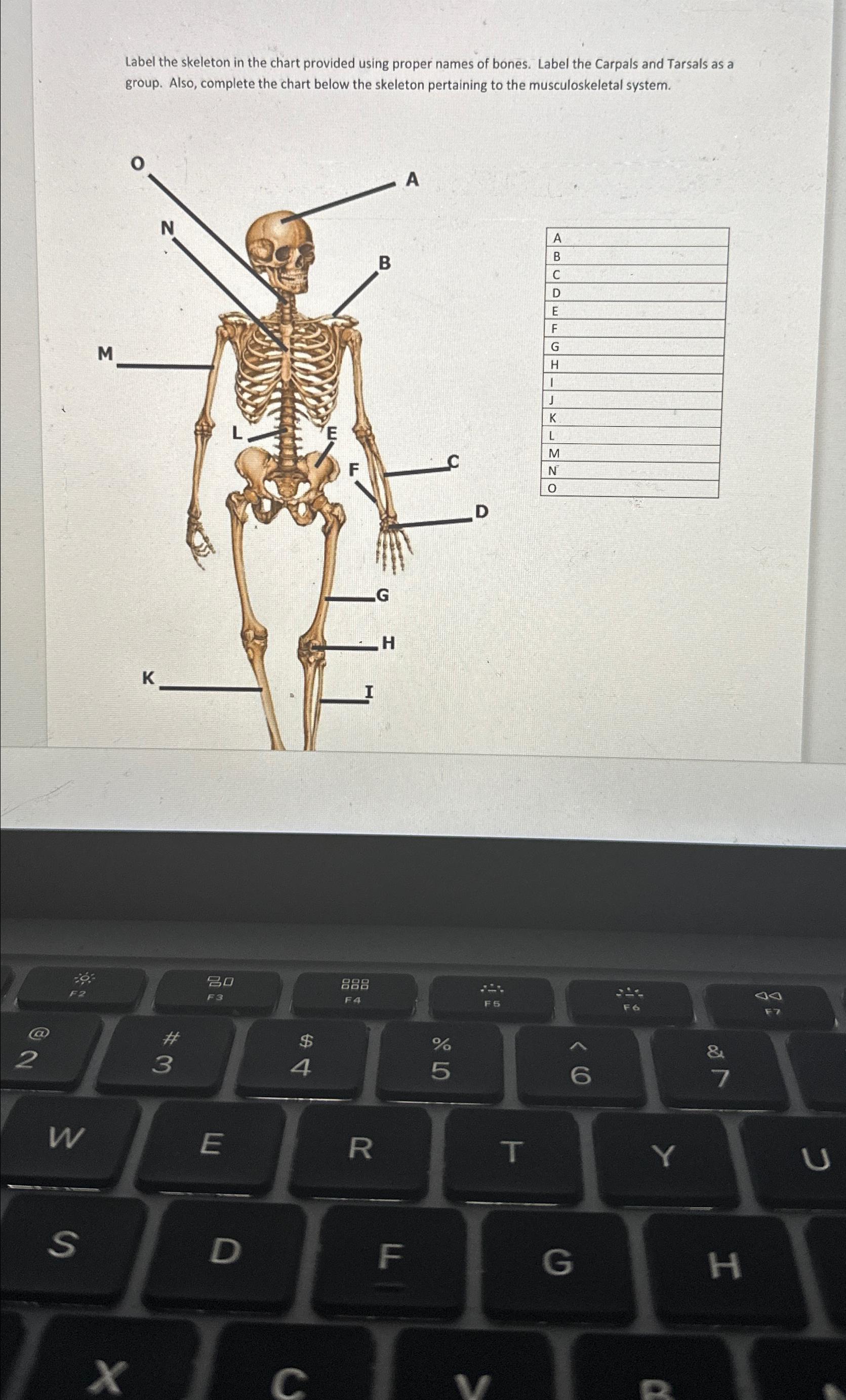 Solved Label the skeleton in the chart provided using proper | Chegg.com