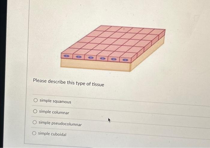 Solved Please describe this type of tissue simple squamous | Chegg.com