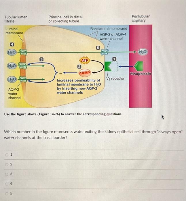 Solved Use the figure above (Figure 14-26) to answer the | Chegg.com
