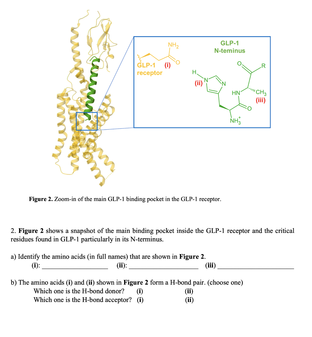 Solved Figure 2. ﻿Zoom-in of the main GLP-1 ﻿binding pocket | Chegg.com