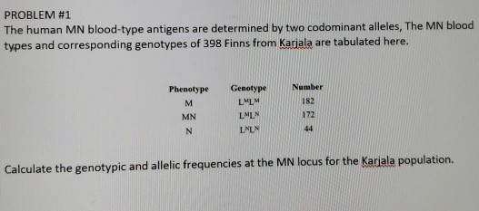 Solved PROBLEM #1 The human MN blood-type antigens are | Chegg.com