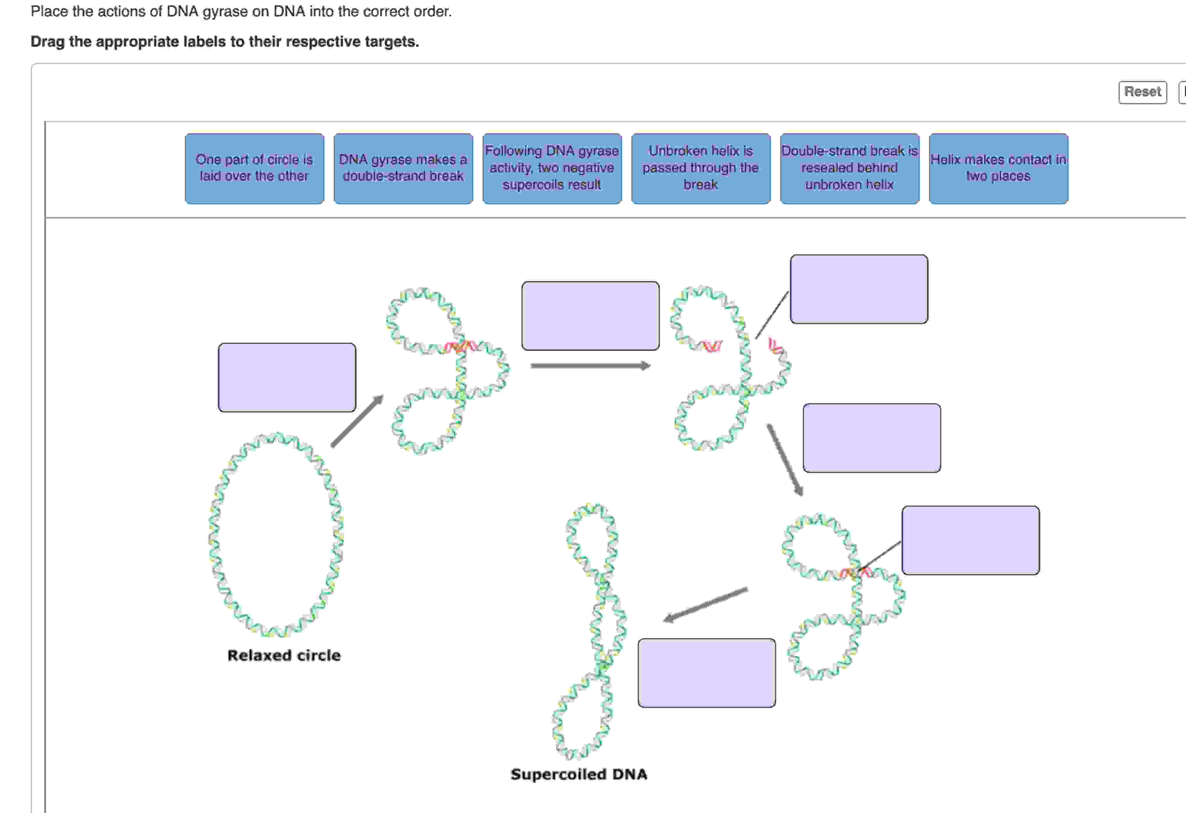 Solved Place the actions of DNA gyrase on DNA into the | Chegg.com