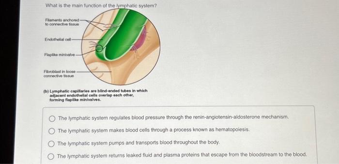 Solved What is the main function of the lymphatic system? | Chegg.com