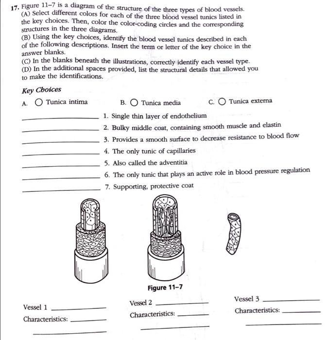 Solved 17. Figure 11-7 is a diagram of the structure of the | Chegg.com