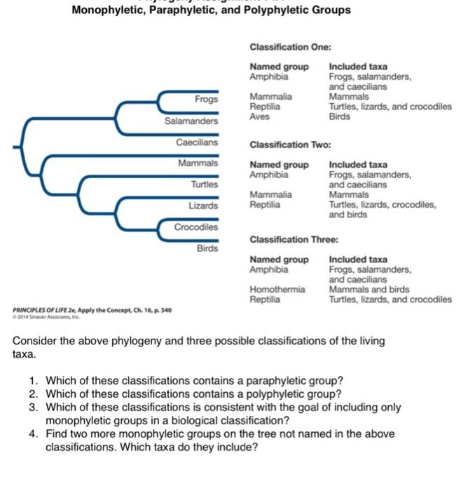 Solved Monophyletic, Paraphyletic, and Polyphyletic Groups | Chegg.com