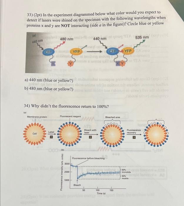 Solved 33) (2pt) In the experiment diagrammed below what | Chegg.com