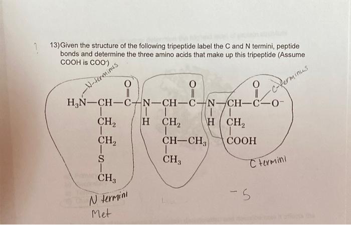 Solved 13) Given the structure of the following tripeptide | Chegg.com