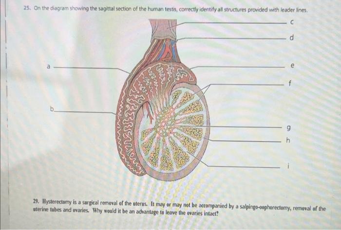 Solved 25. On the diagram showing the sagittal section of | Chegg.com