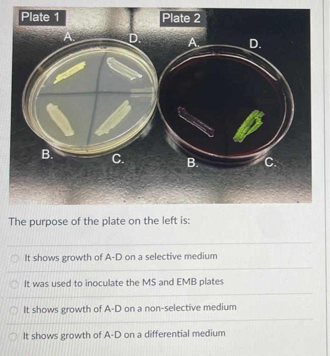 Solved Plate 1 Plate 2 A. D. A. D. B. C. B. C. The purpose | Chegg.com