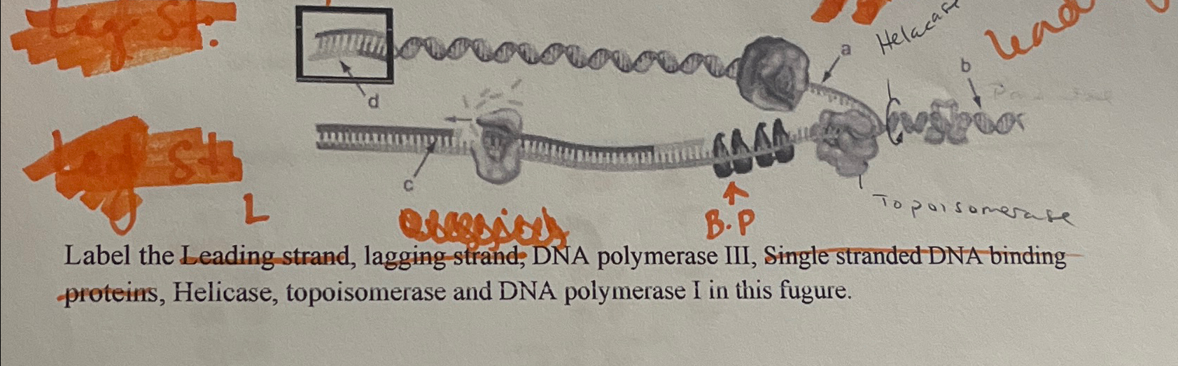 Solved Label the Leading strand, lagging strand, DNA | Chegg.com